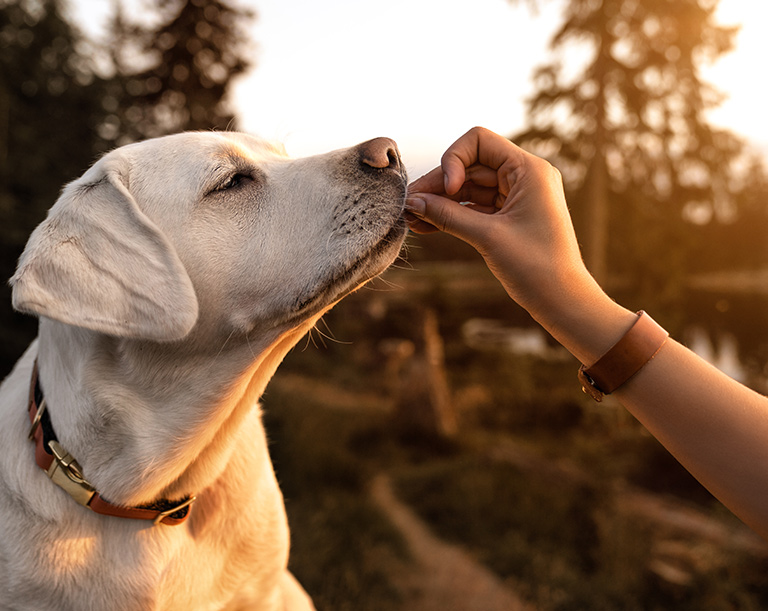 Benefits Of Supplements – Vitamin Paws
